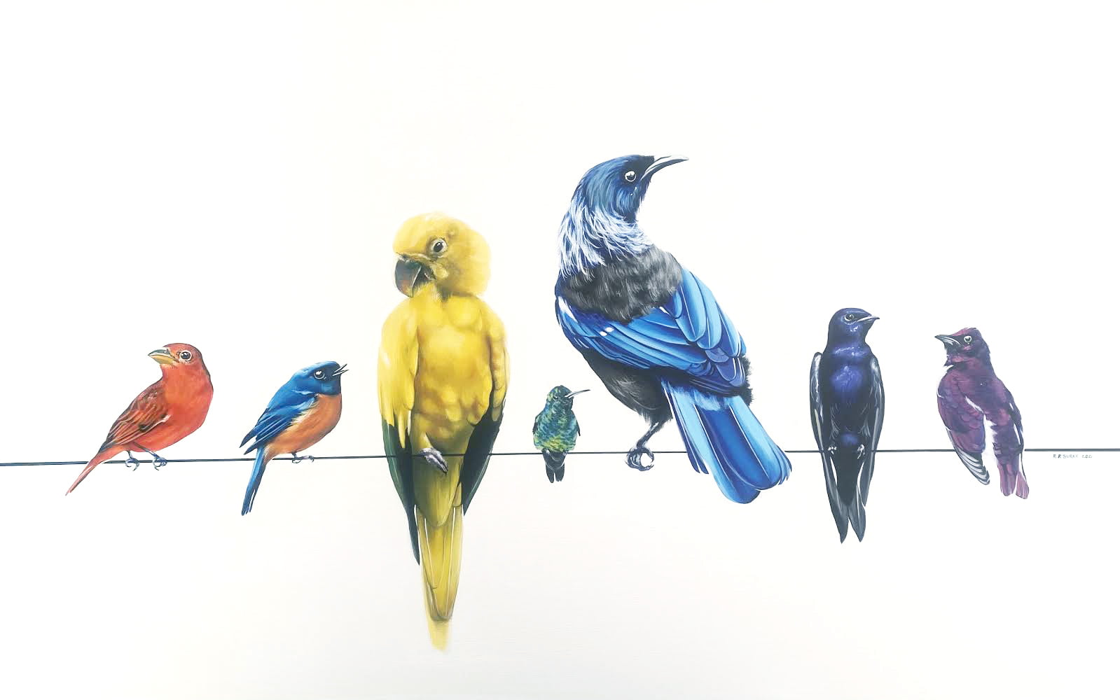 Birds of the World – R.R. Burke Art